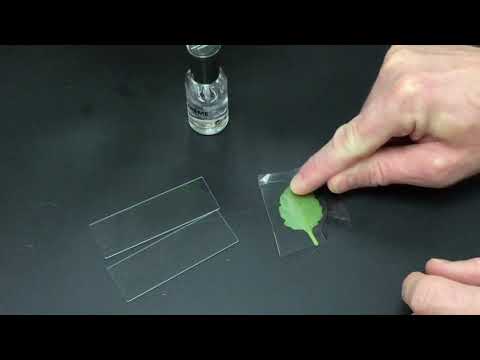 Leaf Stomata Lab Youtube