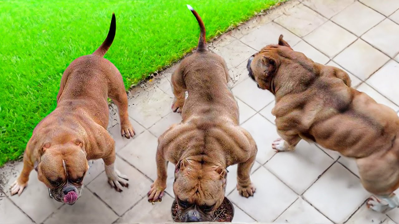 Muscular Dogs Top 10
