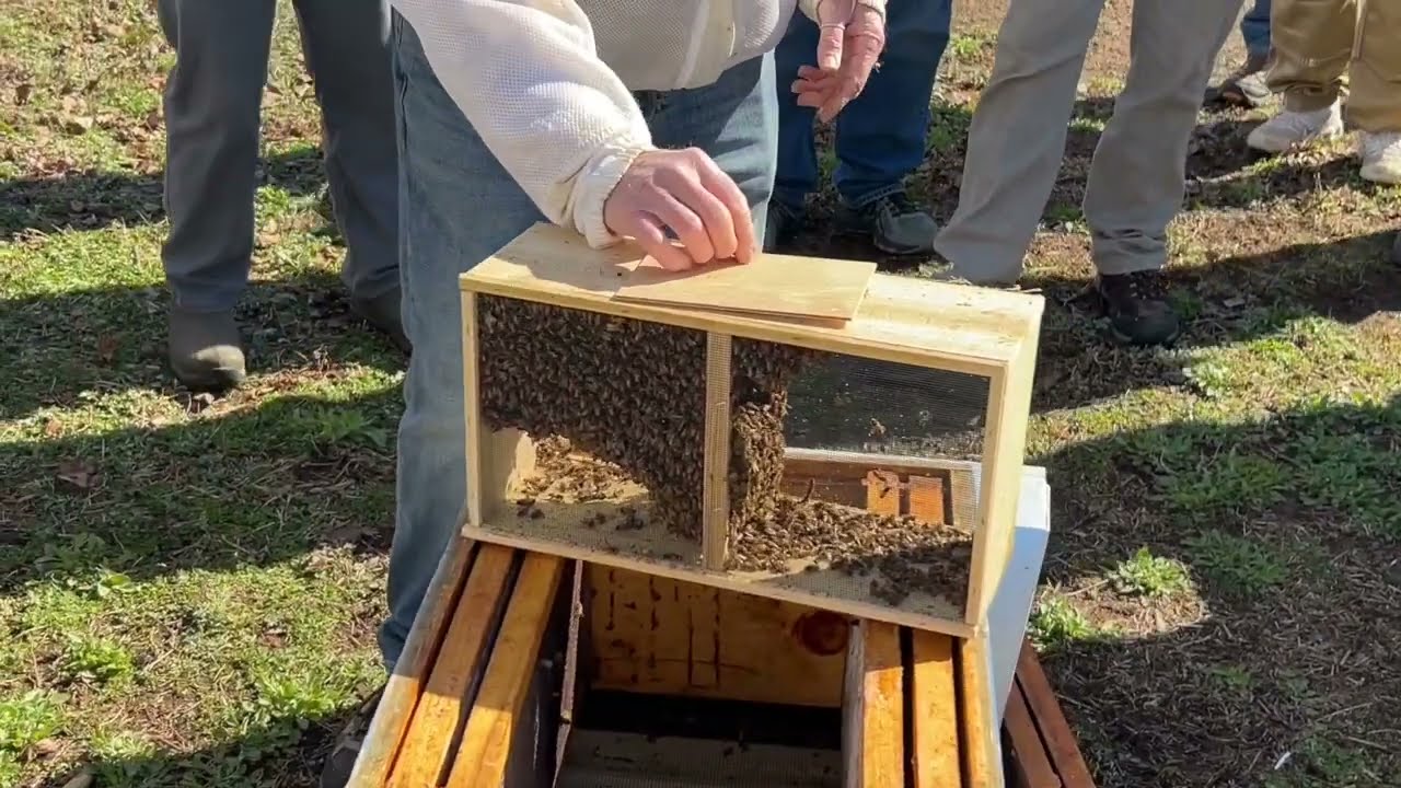 Installing A Package Of Bees Watch The Process