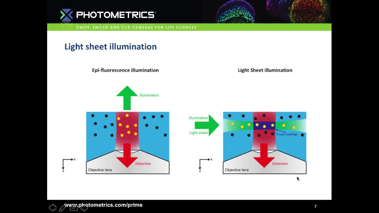 Introduction To Light Sheet Microscopy Youtube