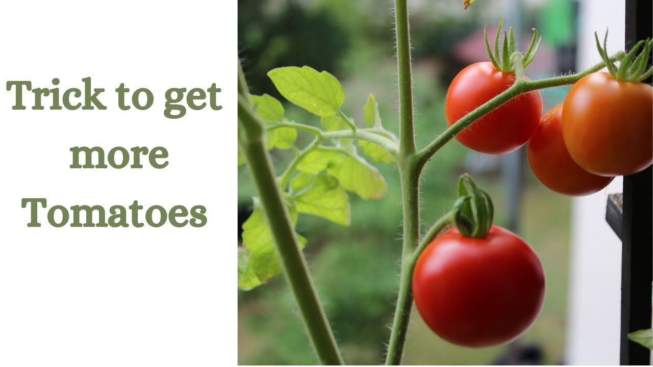 Simple Trick To Get More Tomatoes From The Plants Gardening Hacks