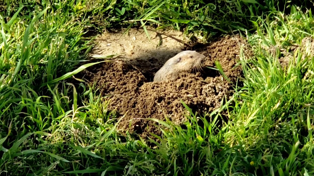Gopher Youtube