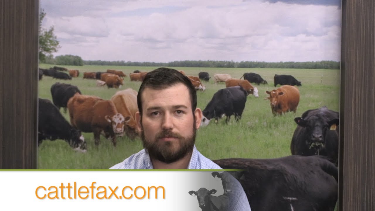 Cattlefax Closing Bell All About Leverage Youtube