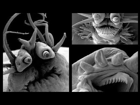 10 Everyday Things Under Electron Microscope Objects Under Electron