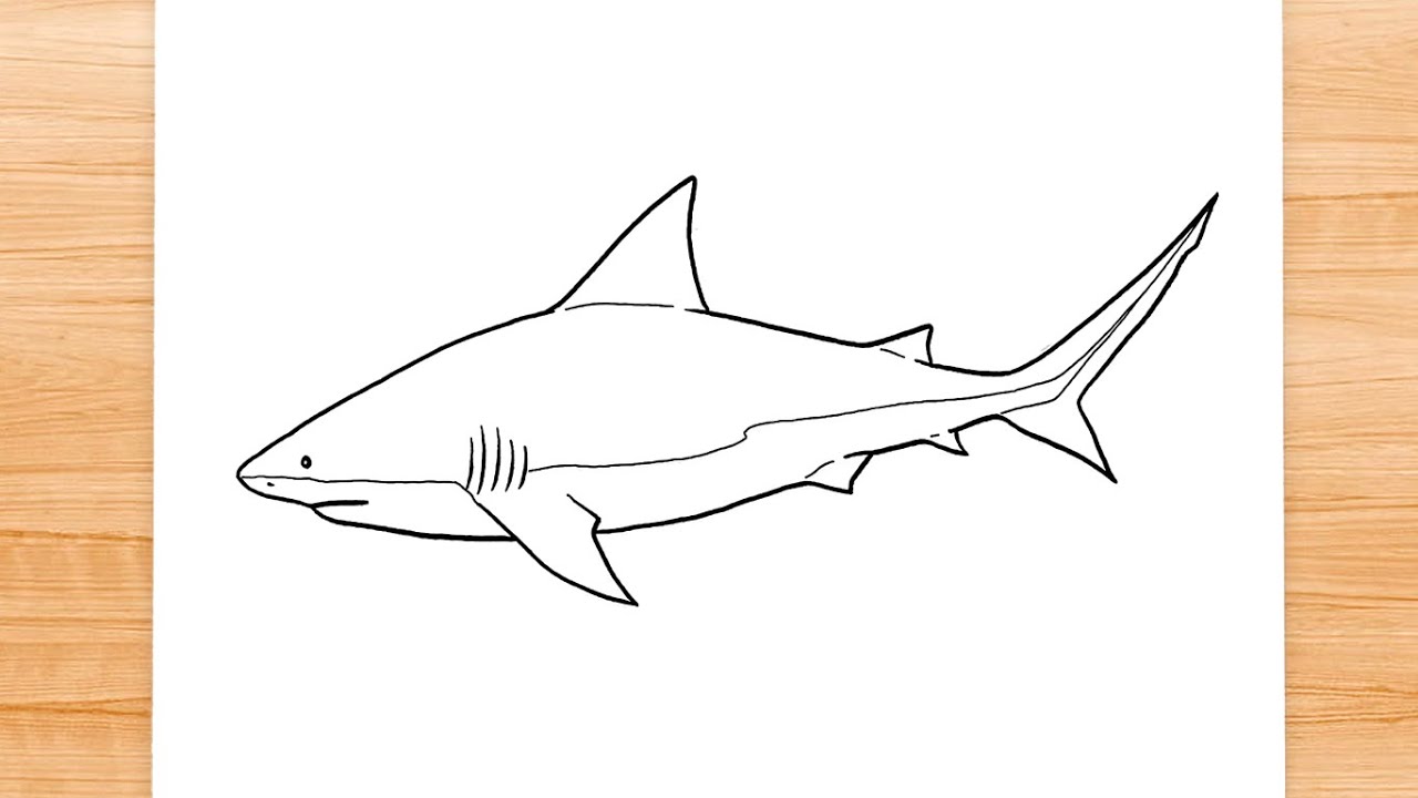 Bull Shark Thinking Drawings