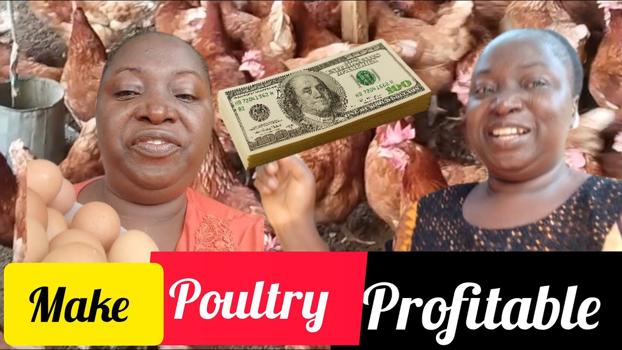 Top 7 Secrets To Profitable Poultry Farming You Wish You Knew Poultry