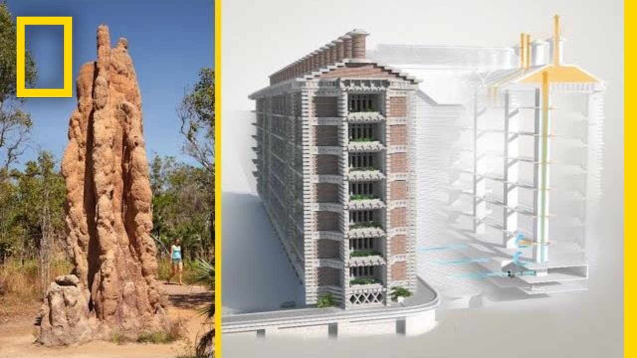 See How Termites Inspired A Building That Can Cool Itself Decoder