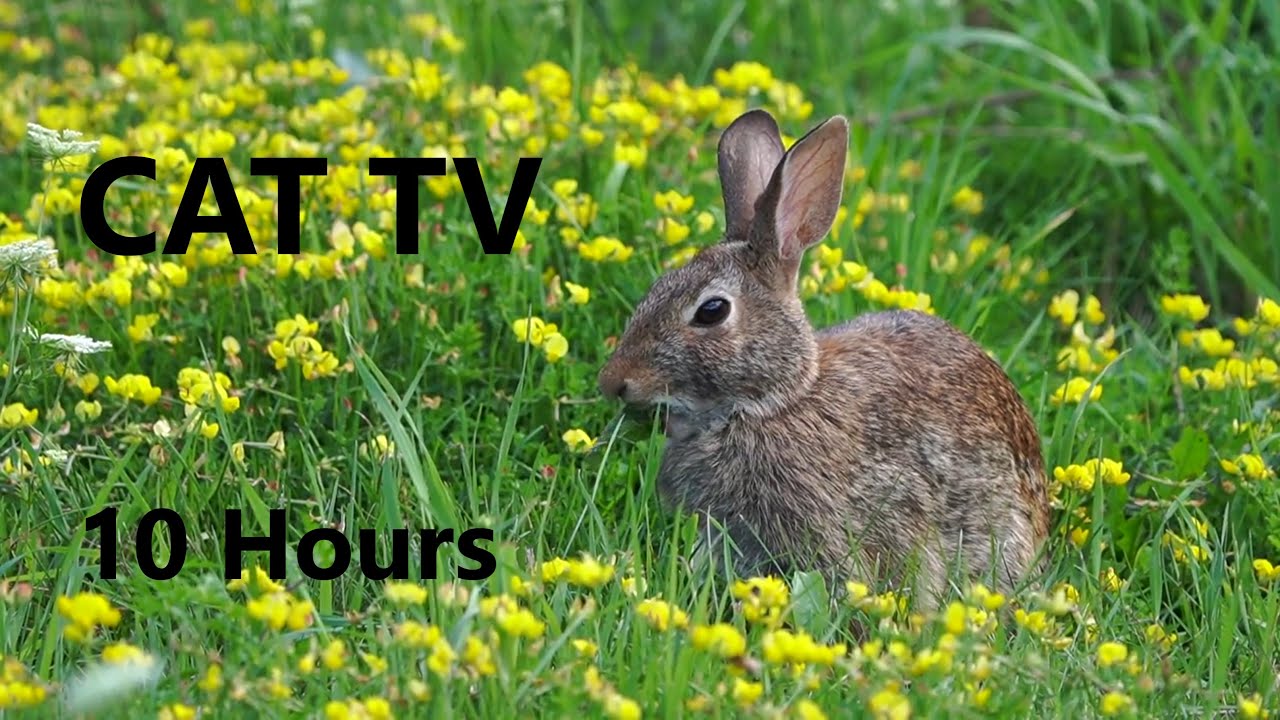 10 Hour Cat Tv Wild Rabbits Chipmunks Squirrels And Birds Aug 14