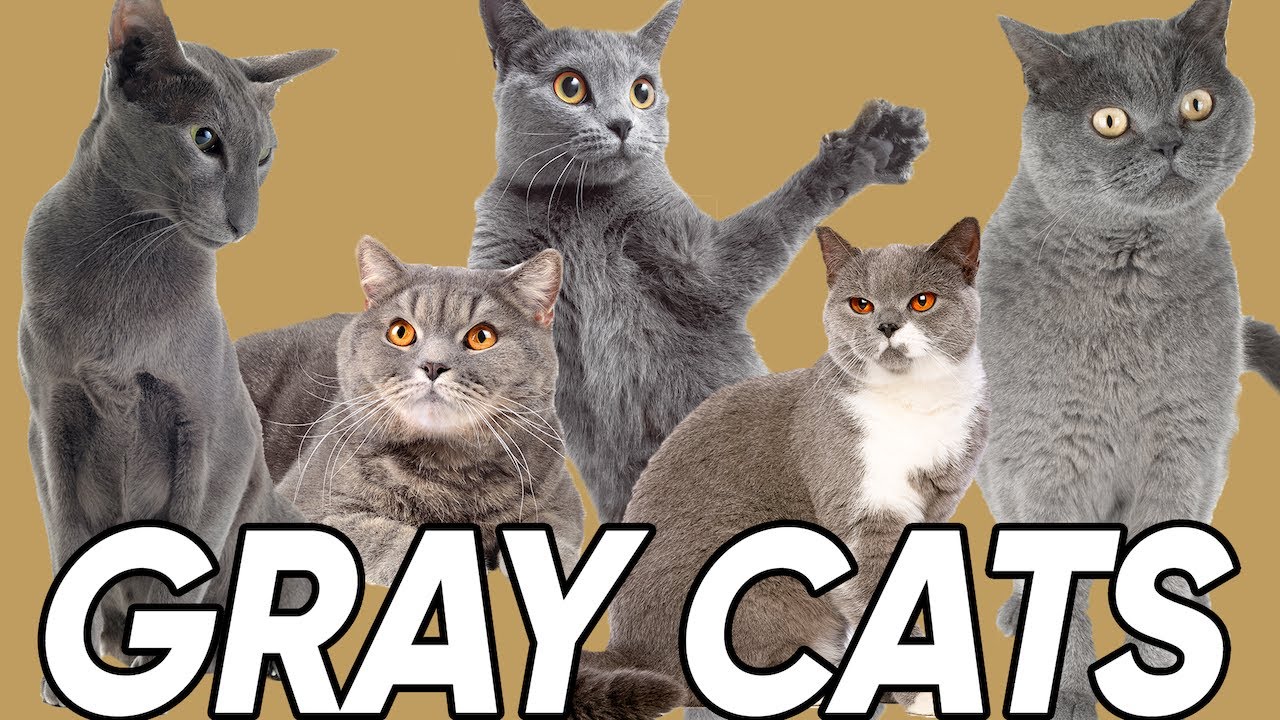 3 Great Facts About Gray Cats Youtube