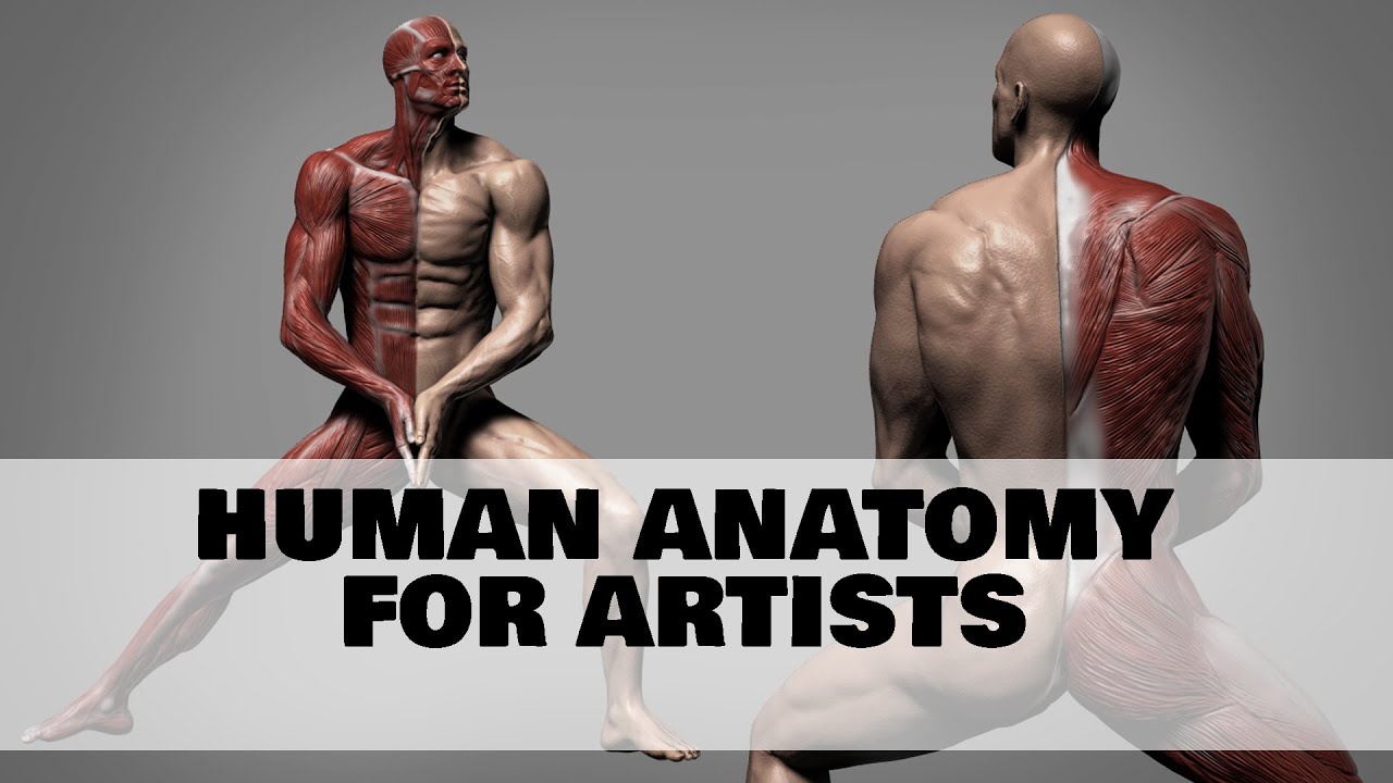 Human Anatomy For Artists Website