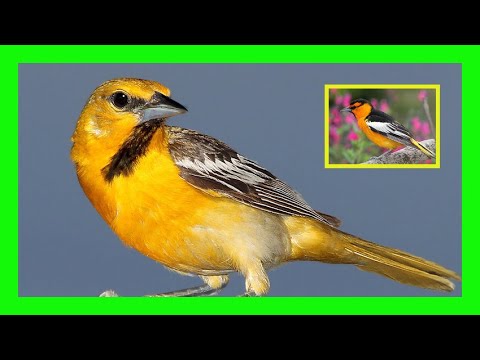 Bullock S Oriole Bird Song Sound Call Chirp Sound Turpial De