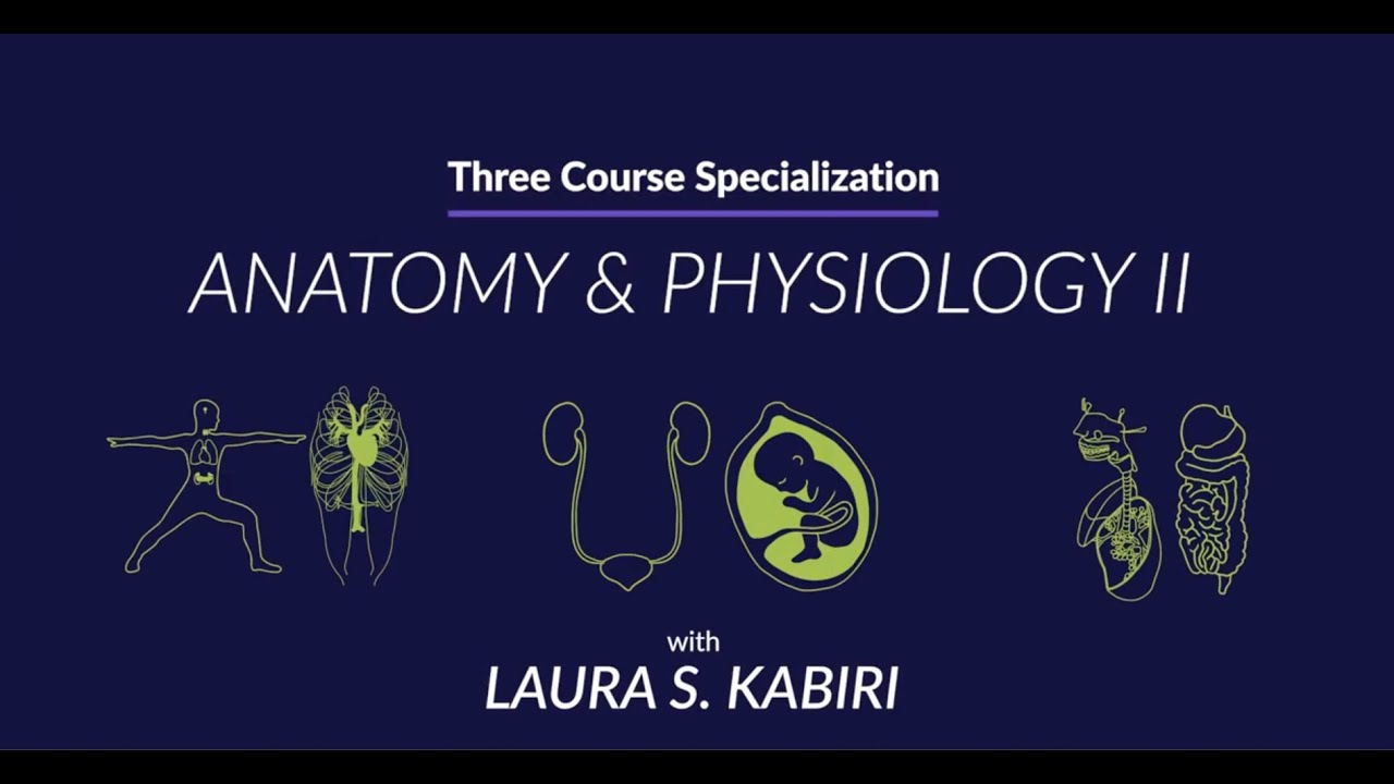 Human Anatomy Physiology I Ii Online Courses Youtube