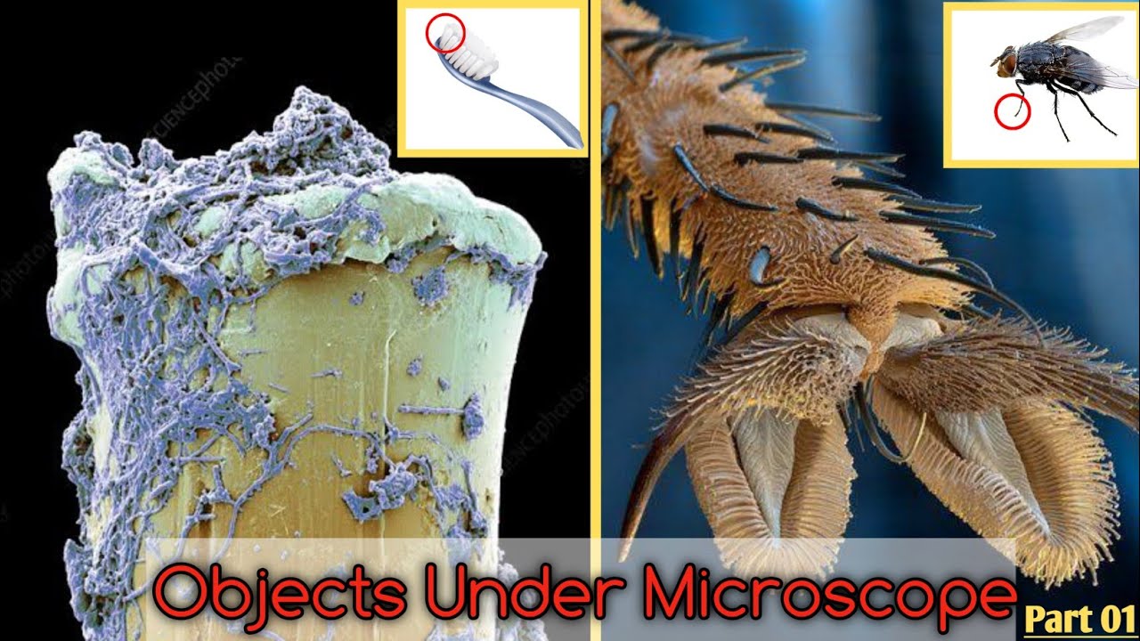 Daily Objects Under Electron Microscope Youtube