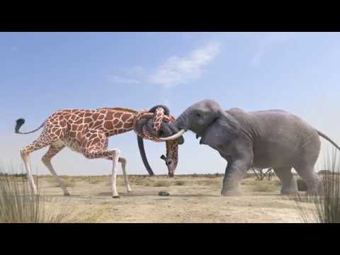 Giraffe Vs Elephant 7 Surprising Differences You Won T Believe Eco