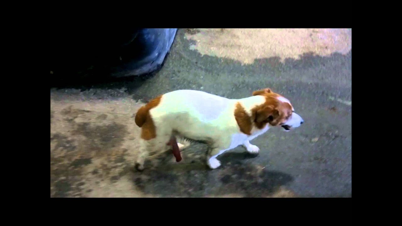 Large Cock Makes Dog Tiptoe Youtube