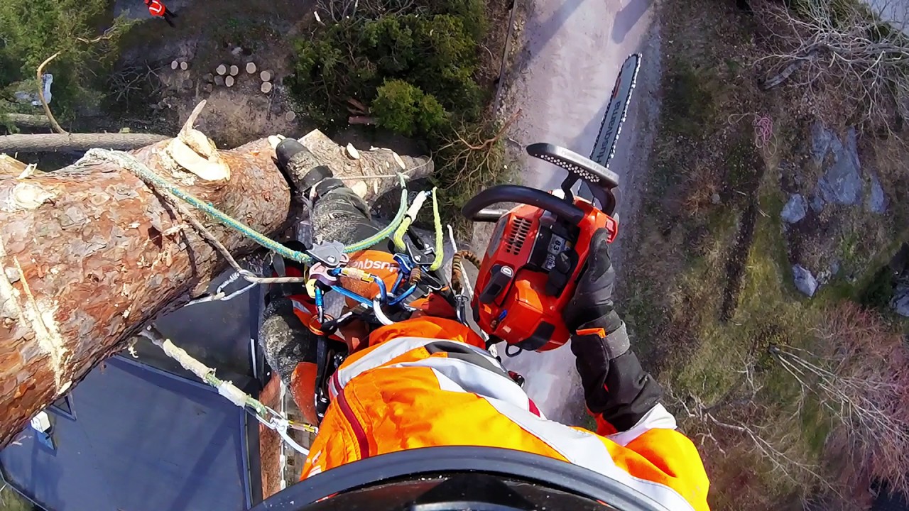 Large Pine Removal Youtube