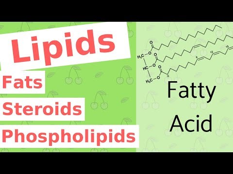 Distinction Between Fats Lipids Nutrition Noahstrength