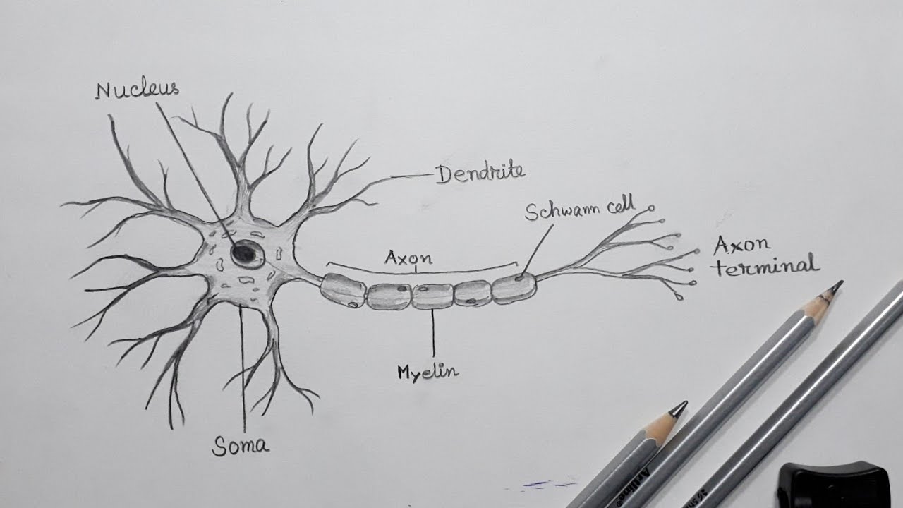 Motor Neuron Drawing Easy At Patrick Bautista Blog
