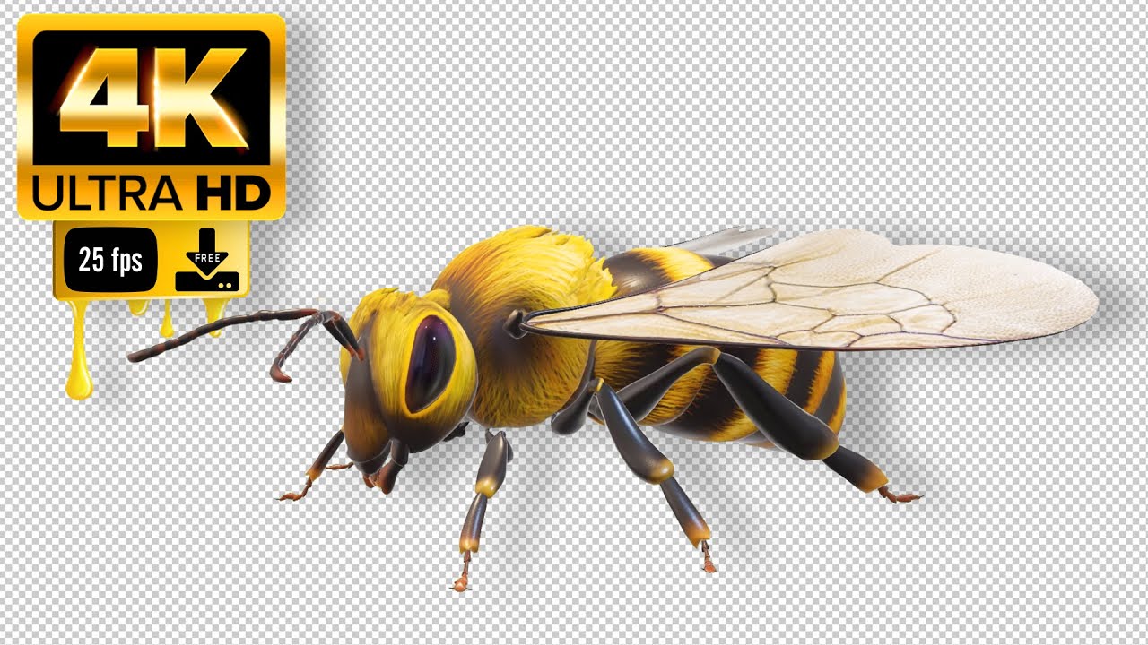 Bee Green Screen Footage 4k Youtube