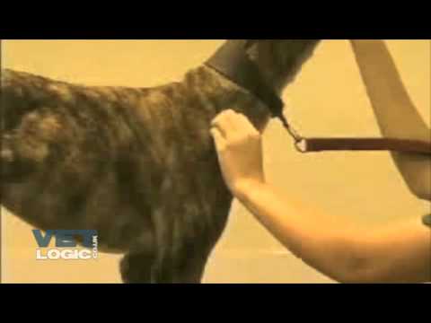 Lymphnodes M4v Youtube