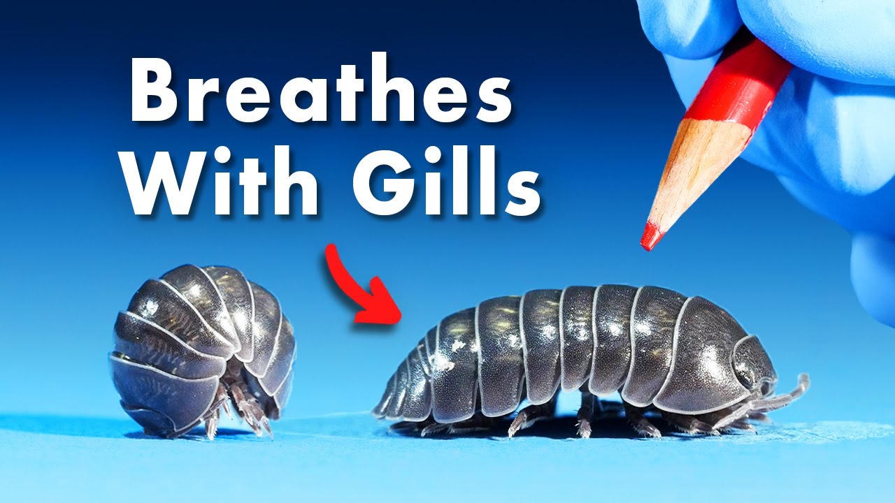Everything You Didn T Know About Backyard Animals Youtube