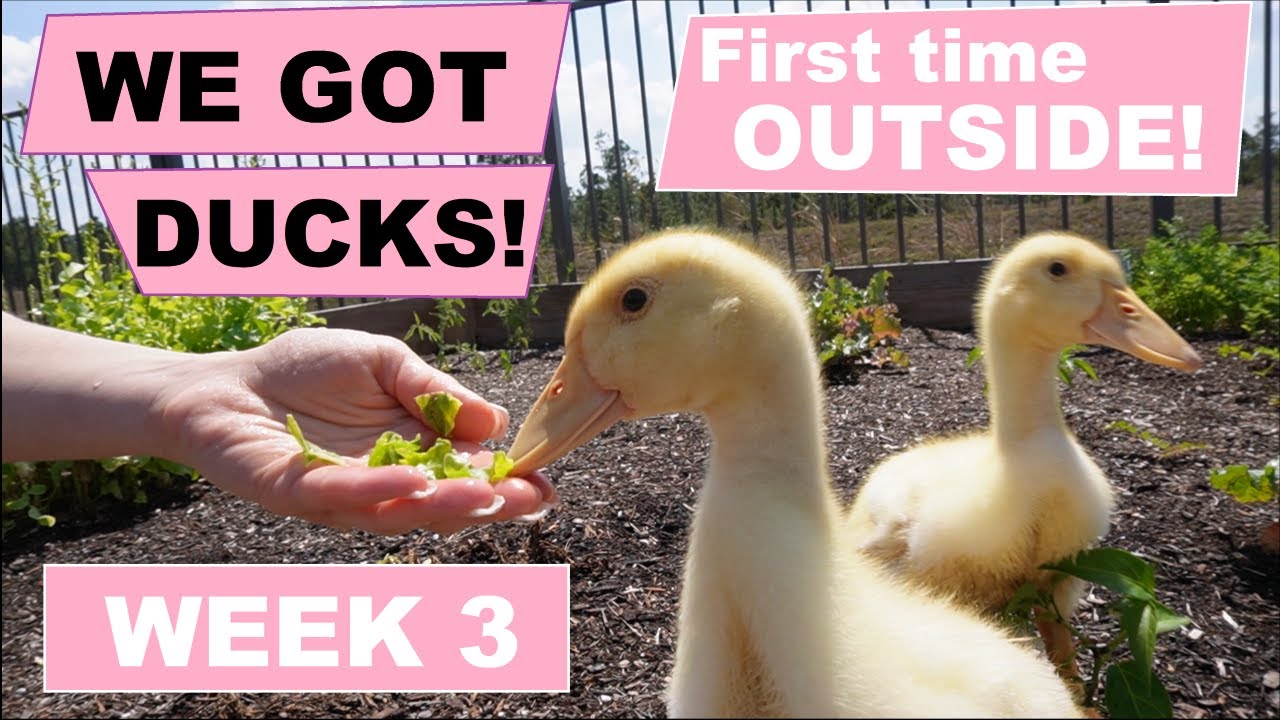 We Got Ducks Week 3 Youtube