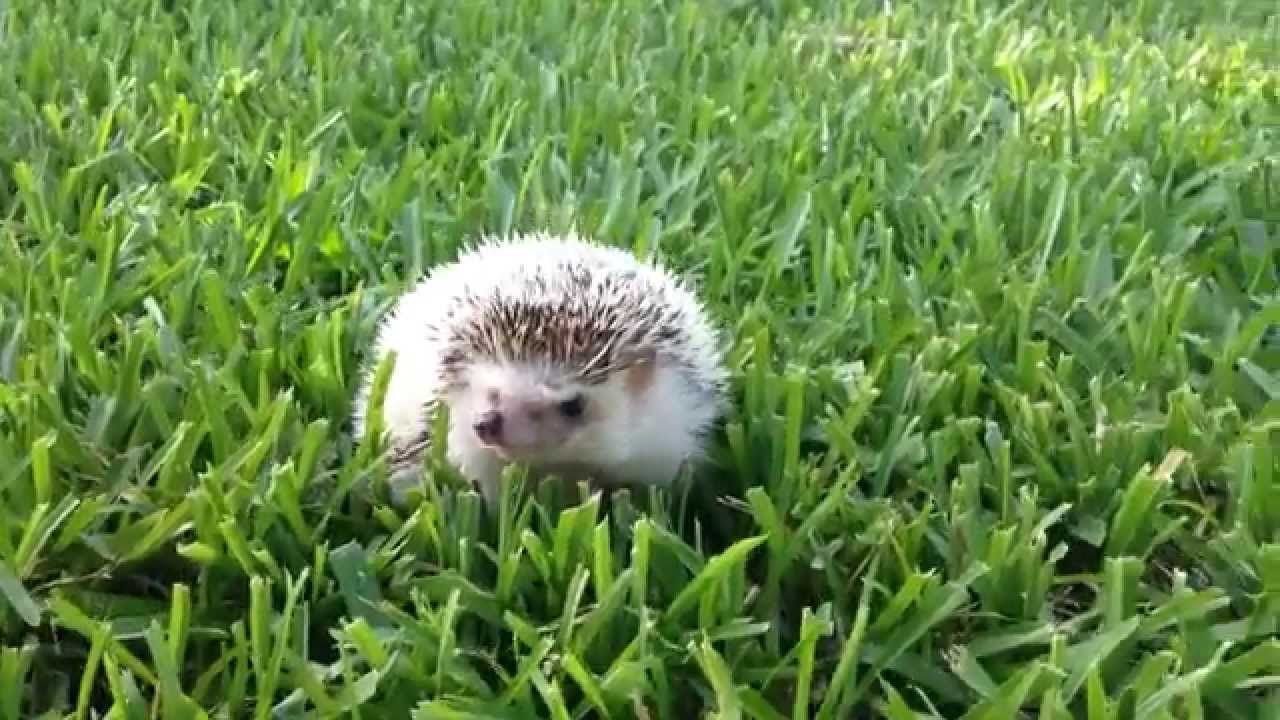 Cute Hedgehog Playing Outside Youtube