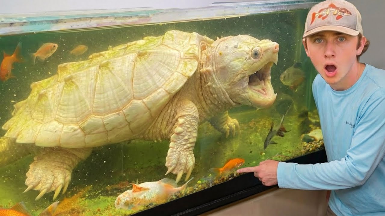 I Bought The World S Deadliest Turtle Youtube