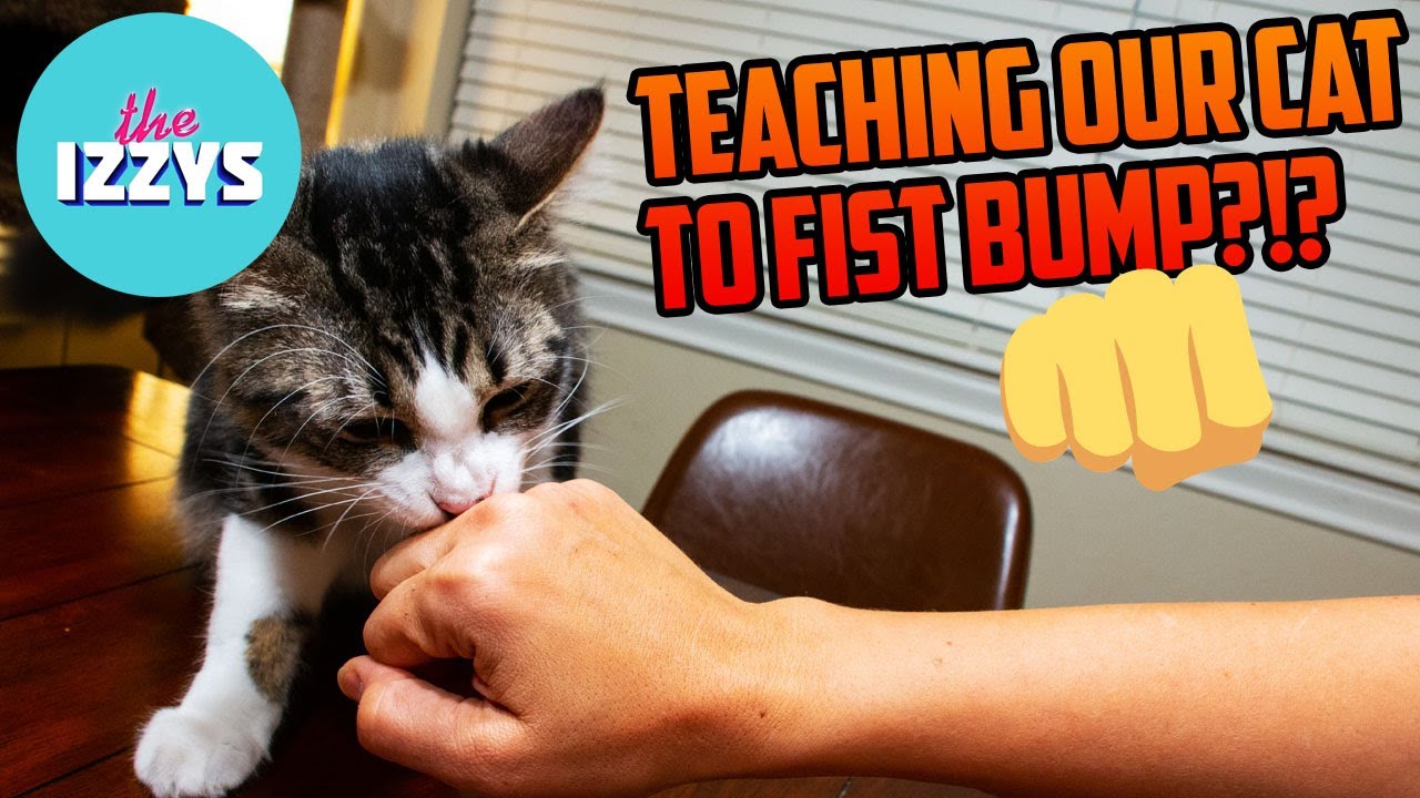 Can We Teach Our Cat To Fist Bump рџ љрџ љрџ љ Youtube