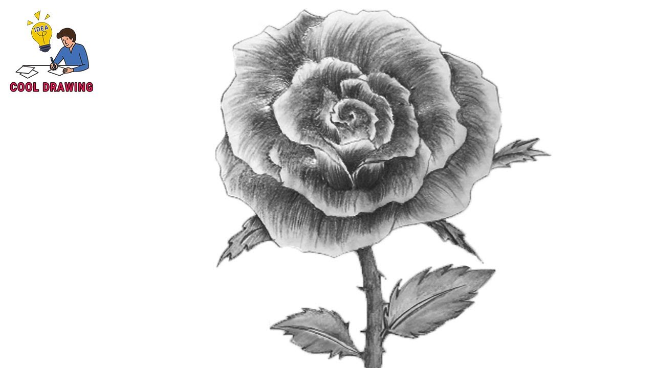 Pencil Shading Drawing A Beautiful Realistic Rose Flower 57 Off