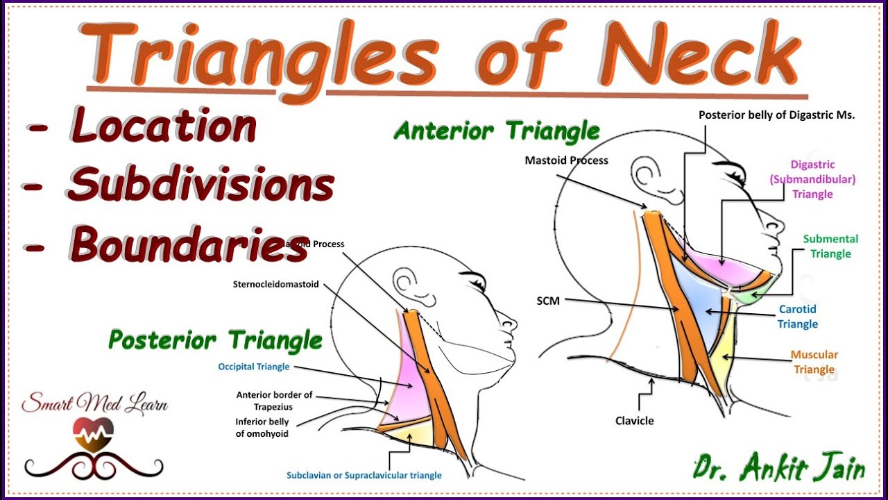 Anterior Triangle Of The Neck Subdivisions Teachmeanatomy Triangles Of