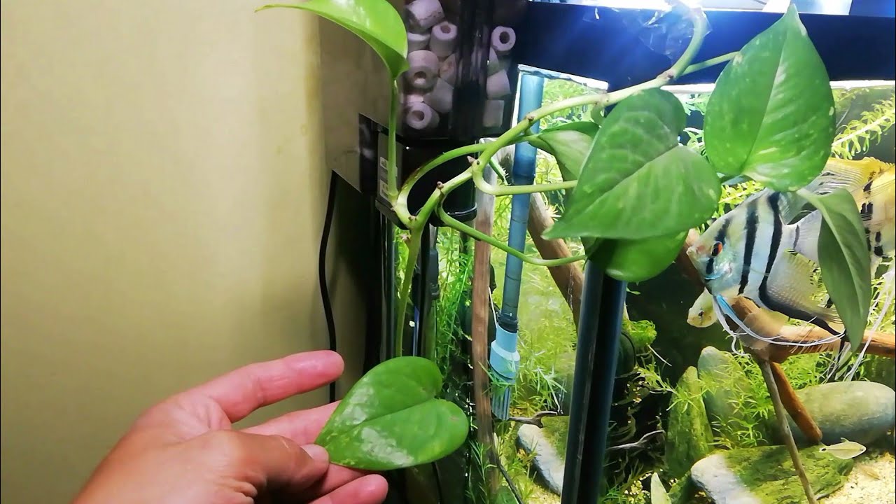 Planta Teléfono Epipremnum Aureum En El Acuario Youtube