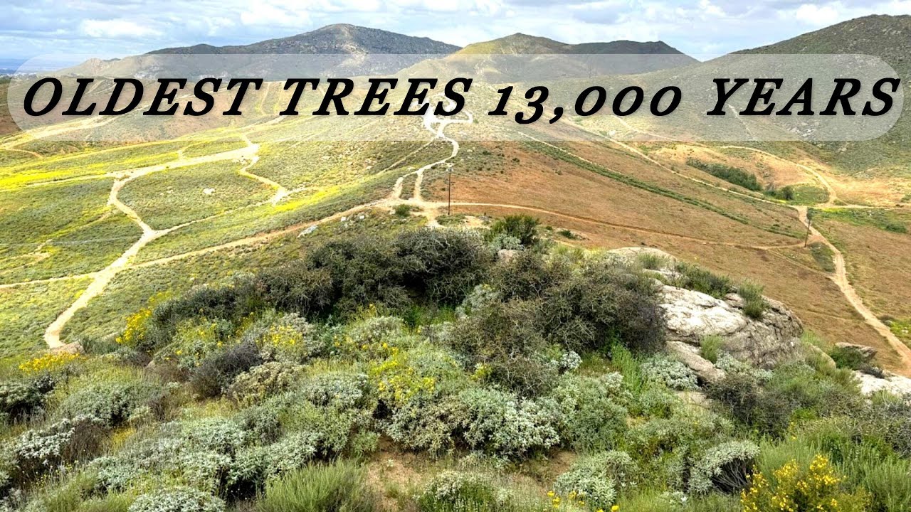 Discovering The Jurupa Oak Trees Oldest Trees In The World Right Now