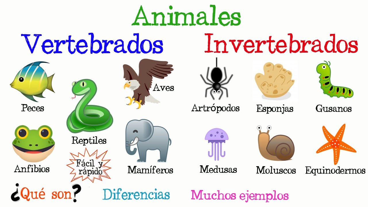 Animales Vertebrados E Invertebrados Fácil Y Rápido Biología