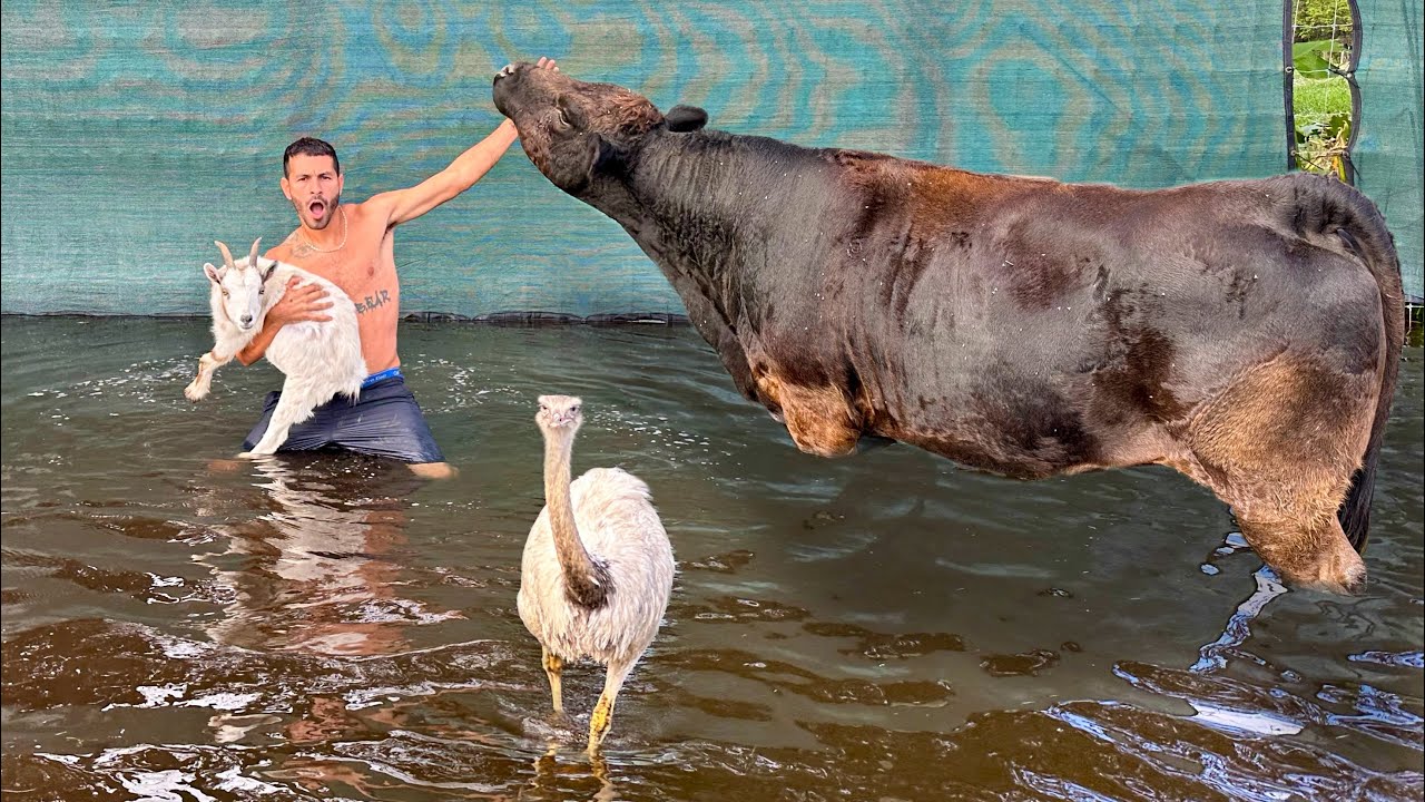Rescuing Animals From Devastating Flood Youtube