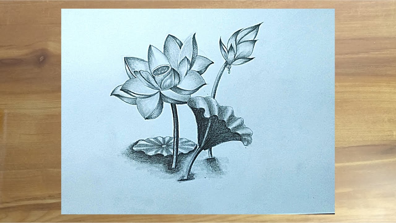 How To Shade A Lotus Flower Best Flower Site