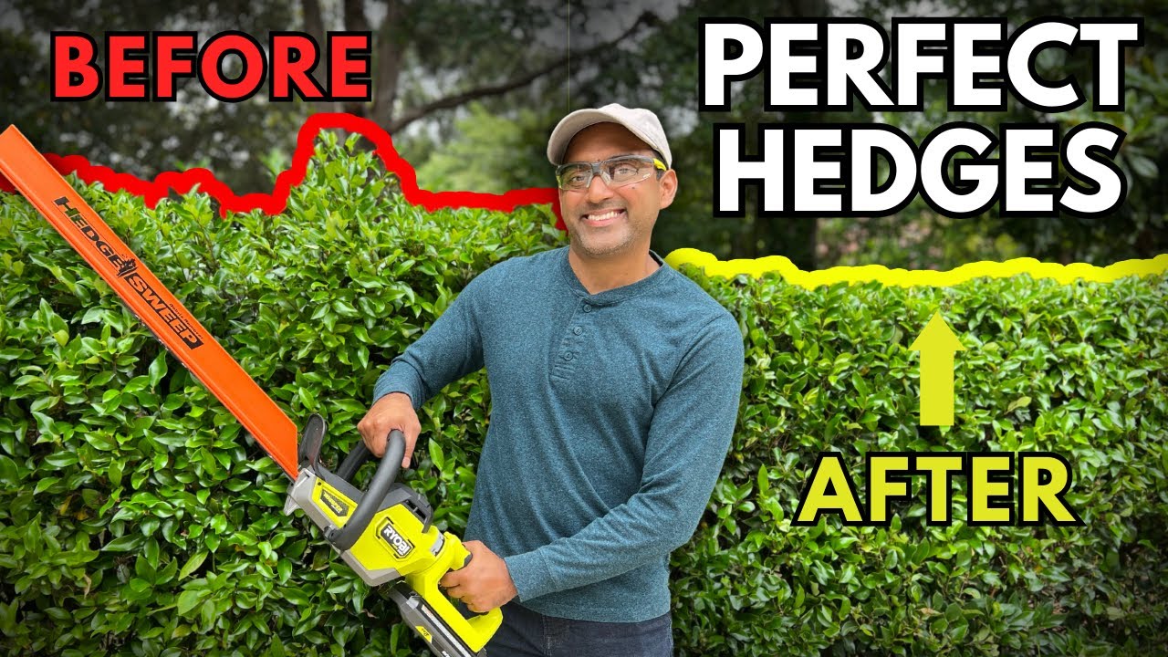 How To Trim Your Overgrown Hedges Hedge Trimming Tips Tricks Youtube