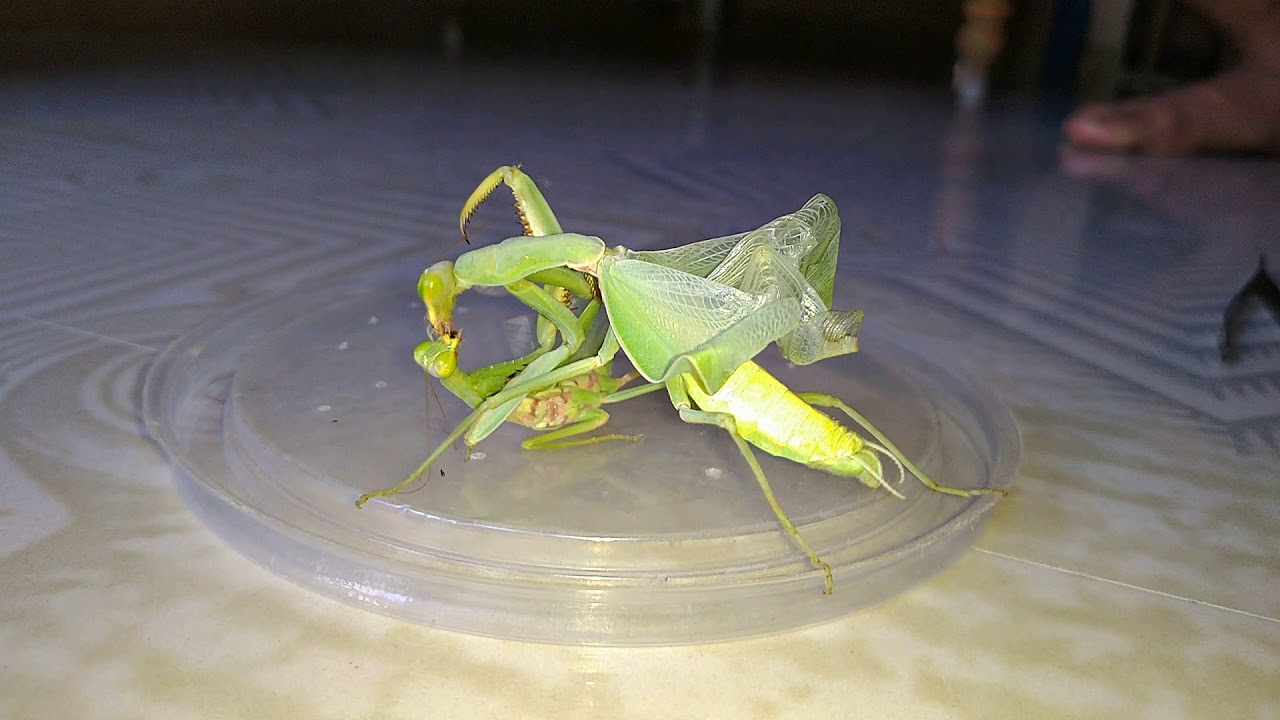 Fight Between Mantis Youtube