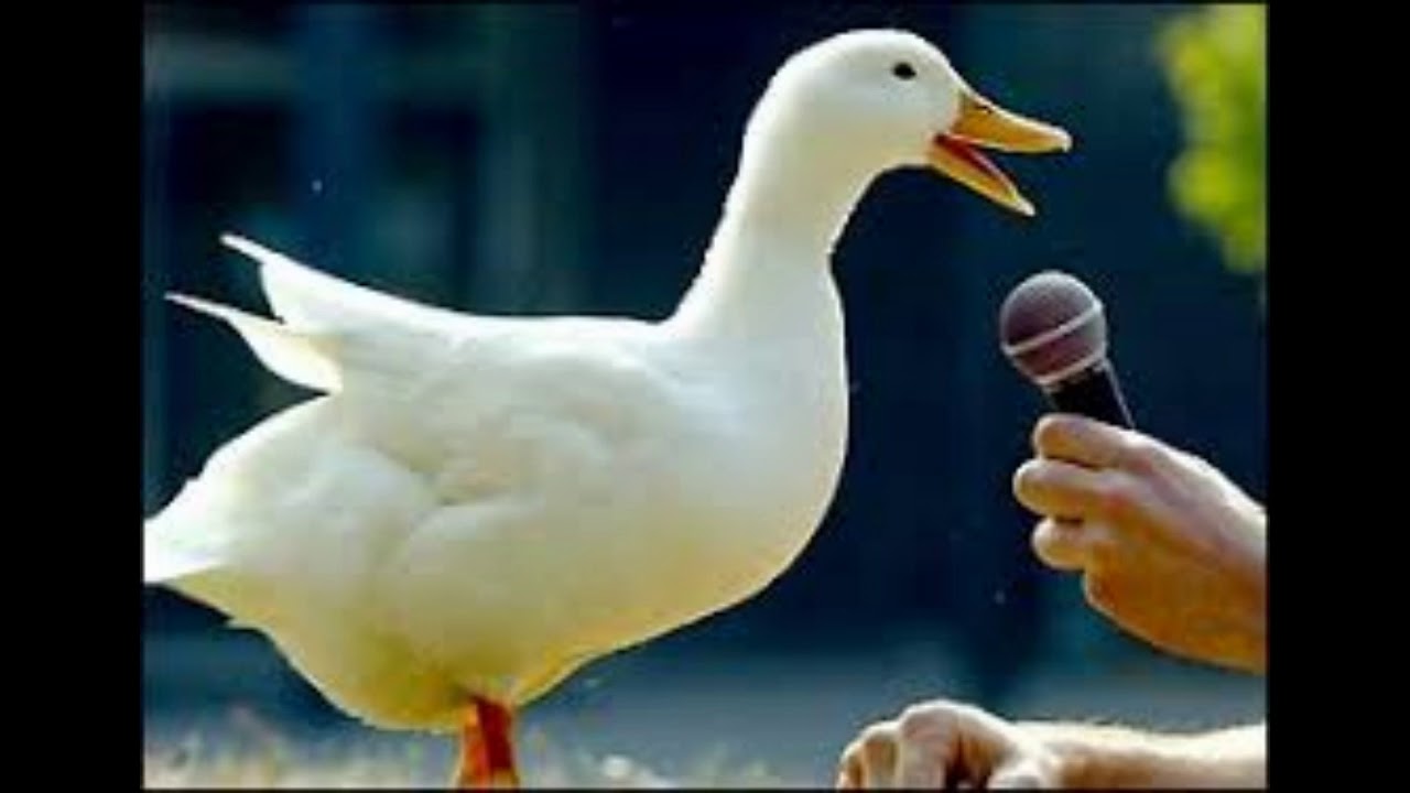 Duck Quack Sound Effect Hd Youtube
