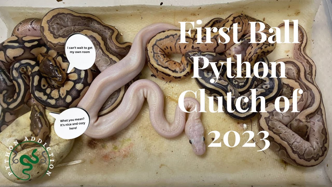 Ball Python Egg Cutting First Clutch Of 2023 C01 Youtube