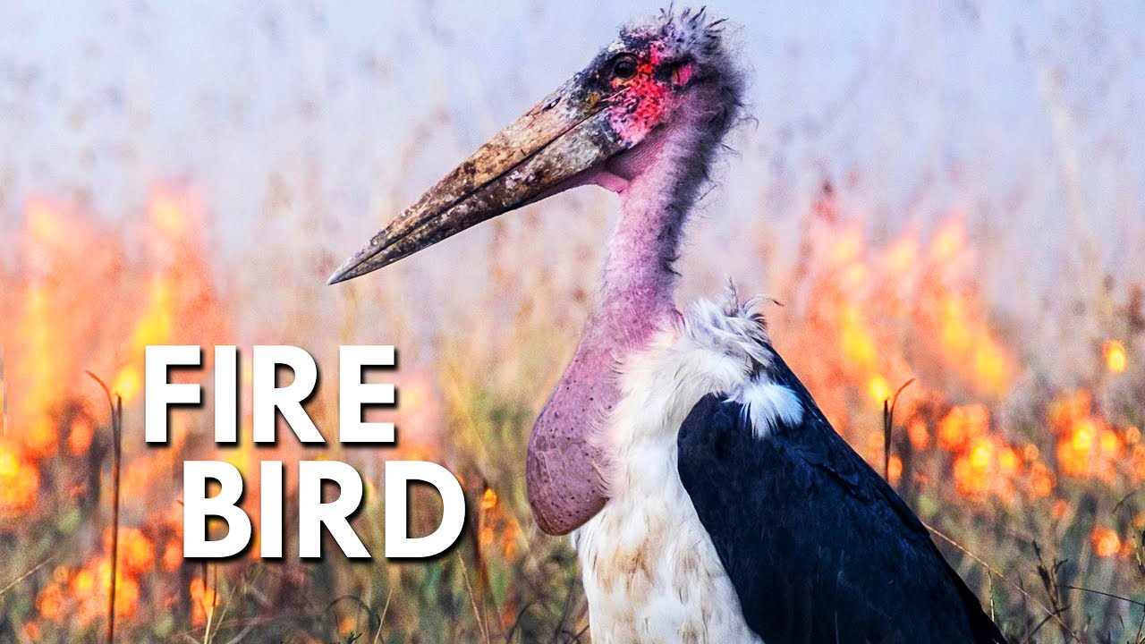 These Birds Use Fire To Hunt Youtube