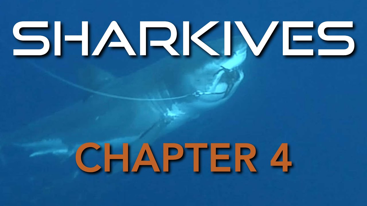 Ocearch Sharkives Chapter 4 Divide And Conquer Youtube