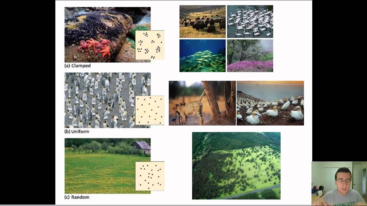 Population Distribution Patterns