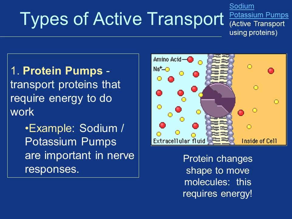 Cell Transport Youtube