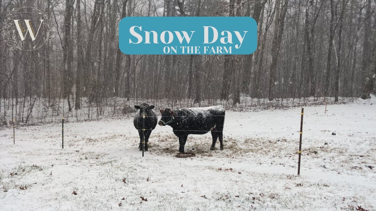 Snow Day On The Farm Vlog Youtube