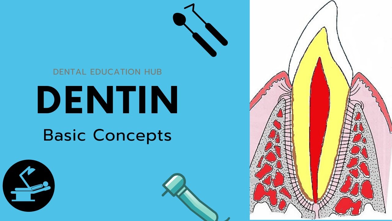 Dentin Basic Concepts Dentin Pulp Complex Session 1 Youtube