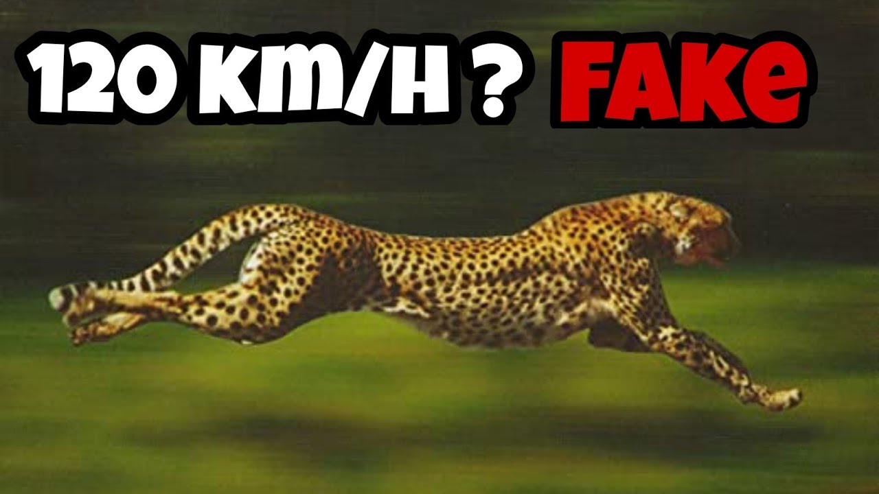 Le Guépard Court Il Vraiment à 120 Km H Youtube