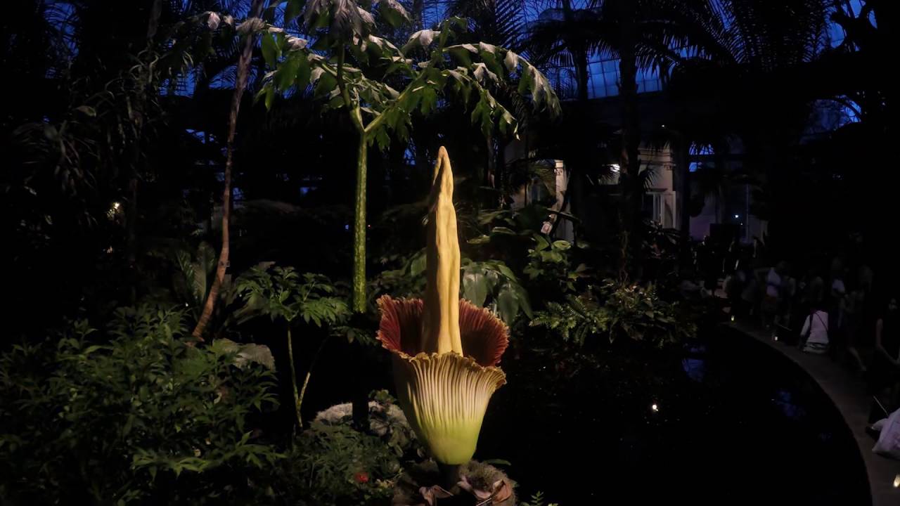 The Nybg Corpse Flower Bloom Time Lapse Youtube