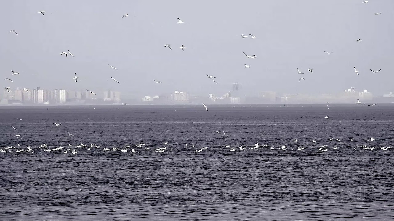 The Northern Gannet Migration New York Harbor Youtube