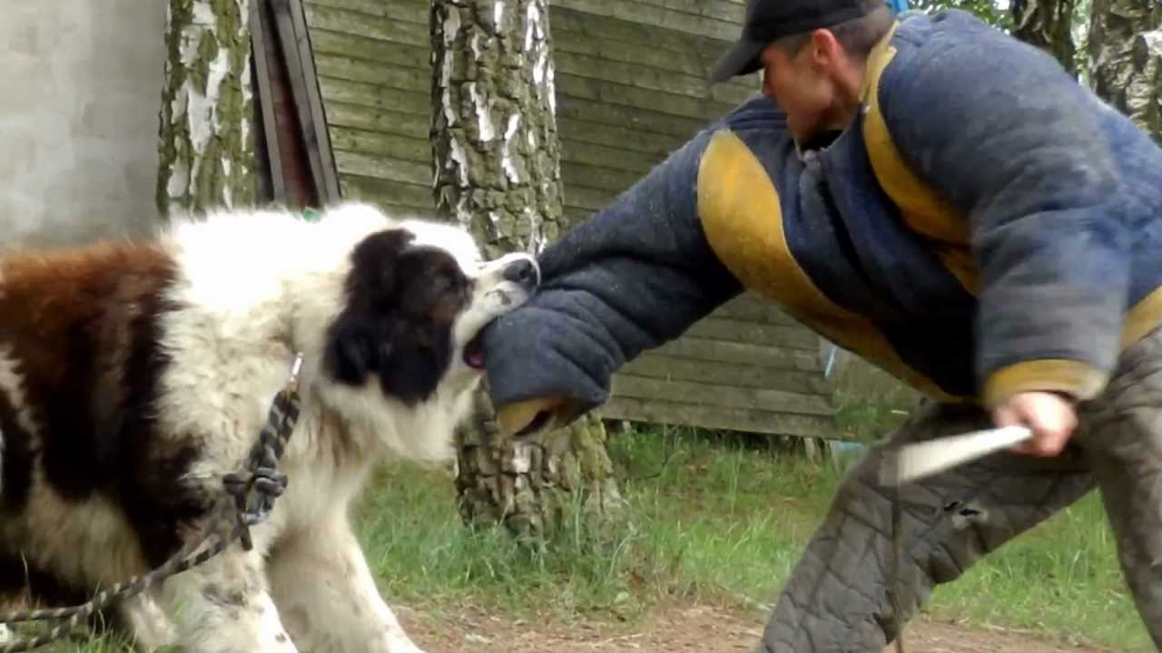 Caucasian Ovcharka Training Youtube